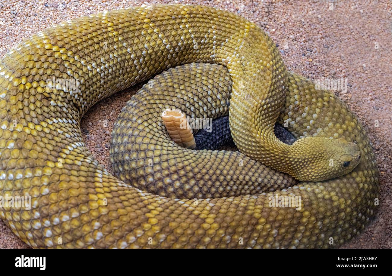 Mexican West Coast Rattlesnake or Mexican Green Rattler (Crotalus ...