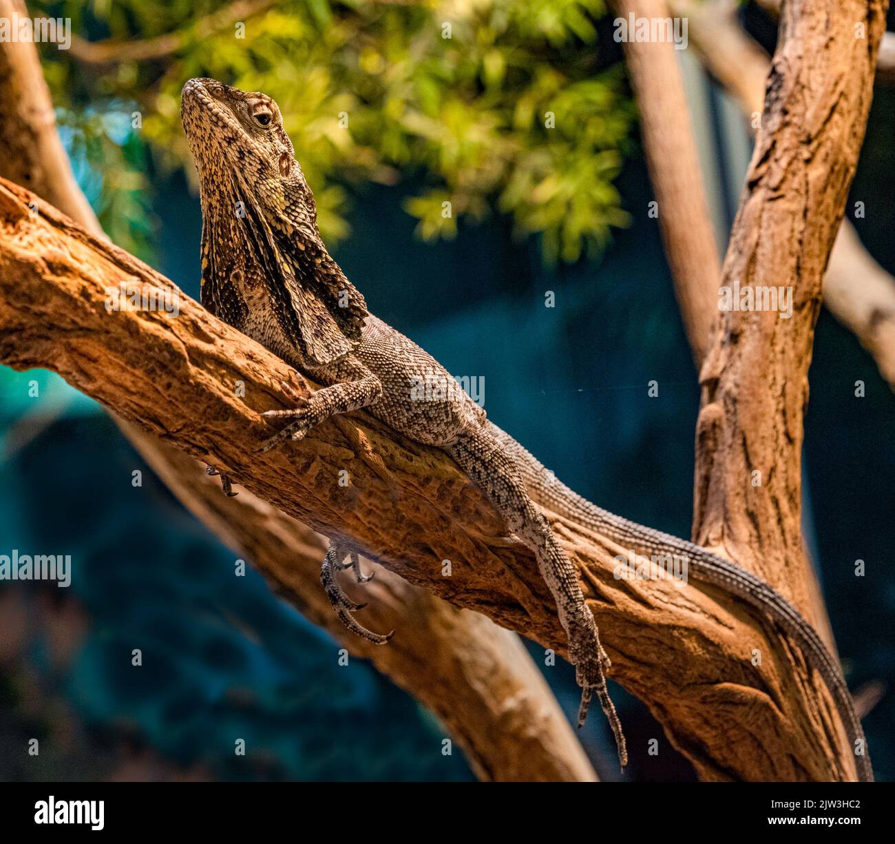 Frilled neck lizard (Chlamydosaurus kingii) on a tree branch Stock ...