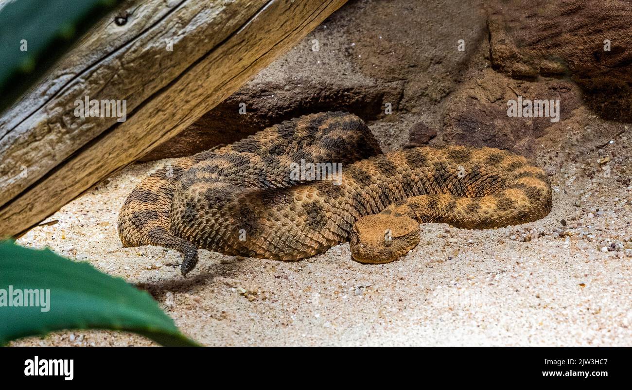 Horned Viper, Long-nosed Viper or Common Sand Adder (Vipera ammodytes ...