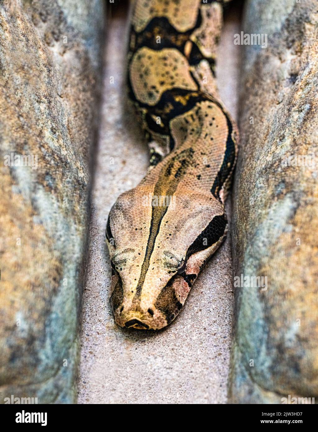 Gaboon viper or Western gaboon viper (Bitis gabonica), Viperidae Stock ...