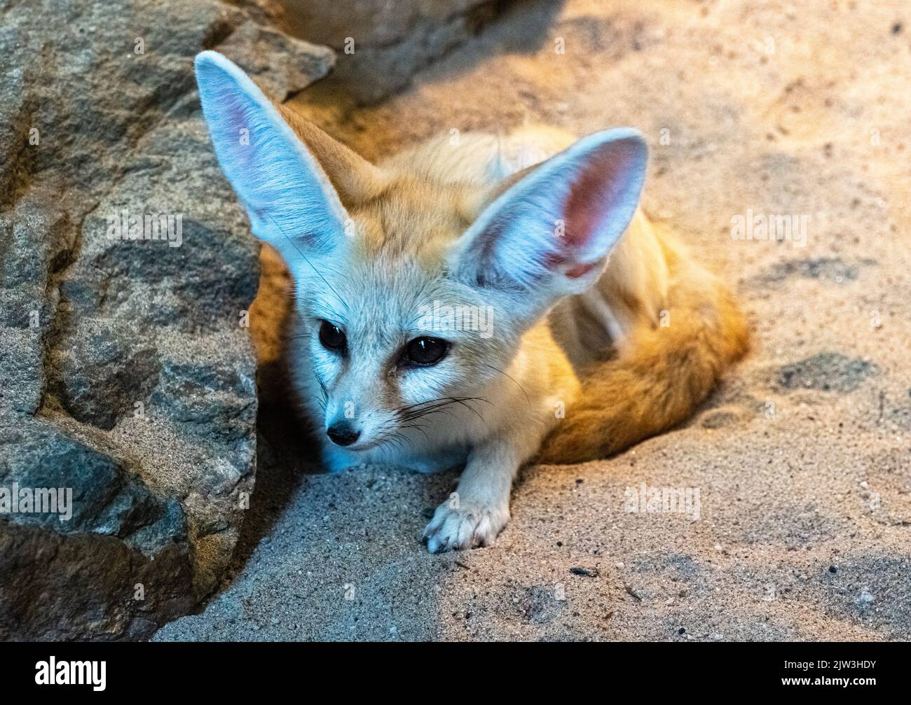 Fennek fennecus zerda hi-res stock photography and images - Alamy