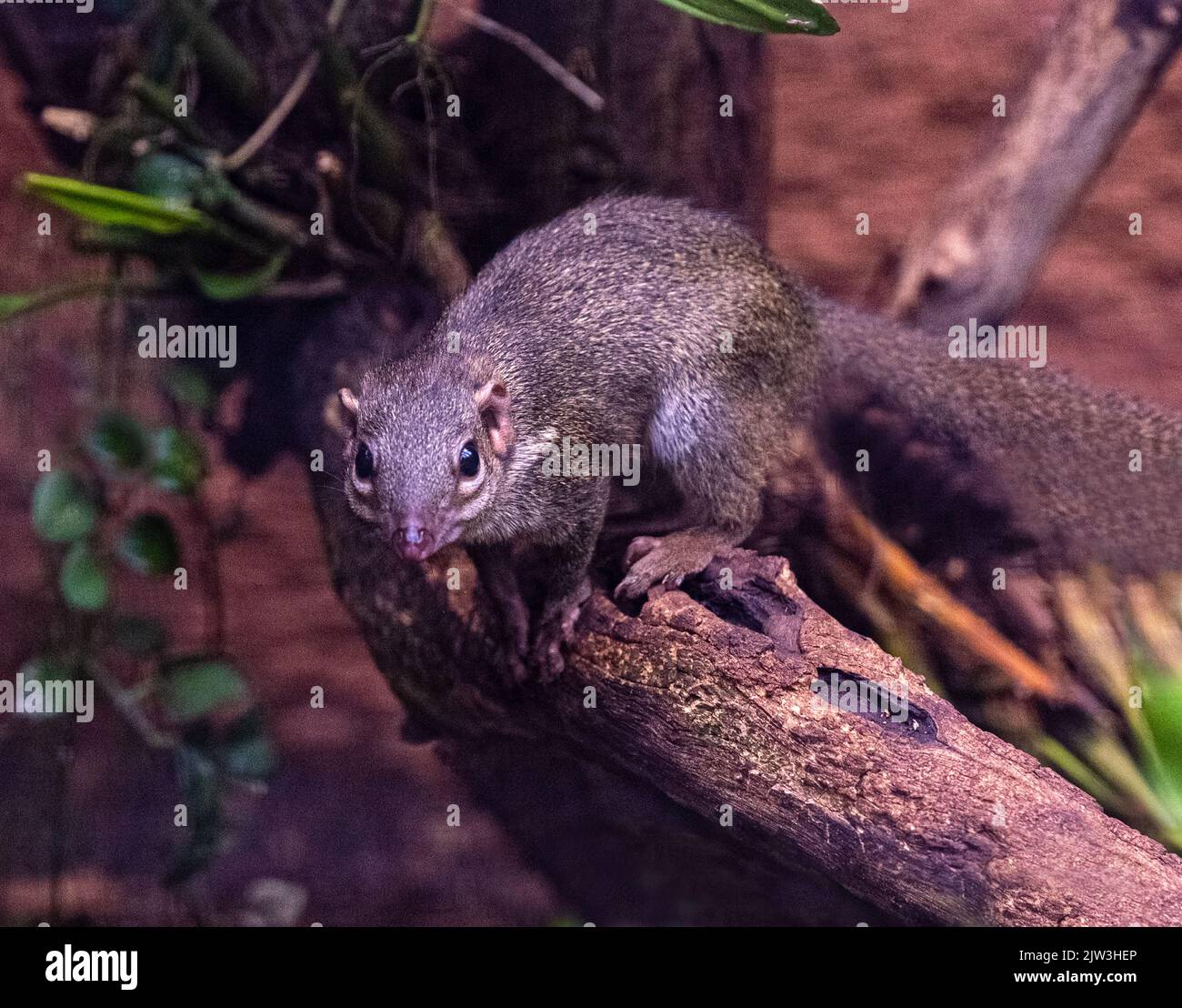 Tupaia genus hi-res stock photography and images - Alamy