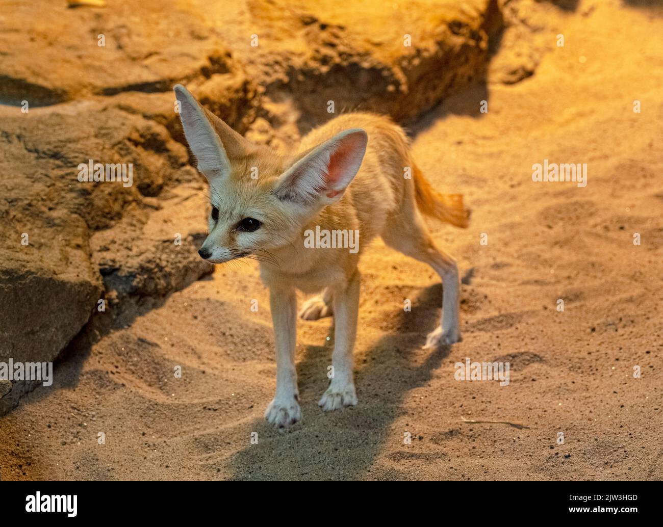 Fennec fox (Vulpes zerda) stands and looks around curiously Stock Photo ...