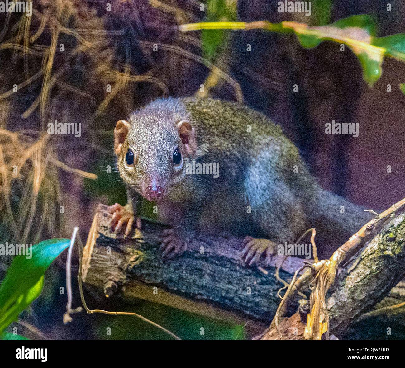Tupaia genus hi-res stock photography and images - Alamy