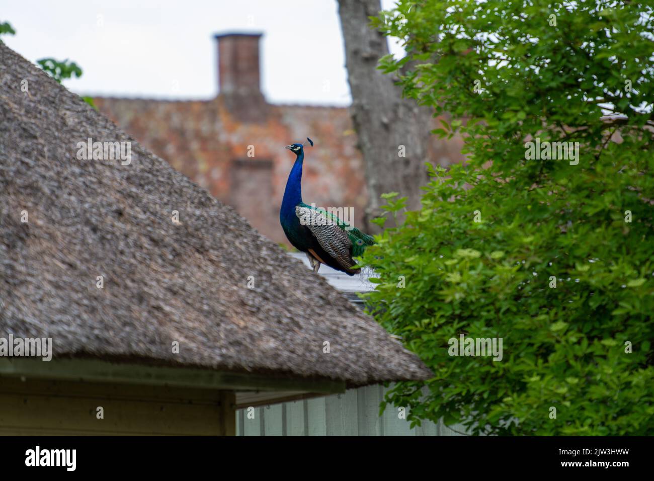 A peacock on the tree house roof next to green trees Stock Photo - Alamy