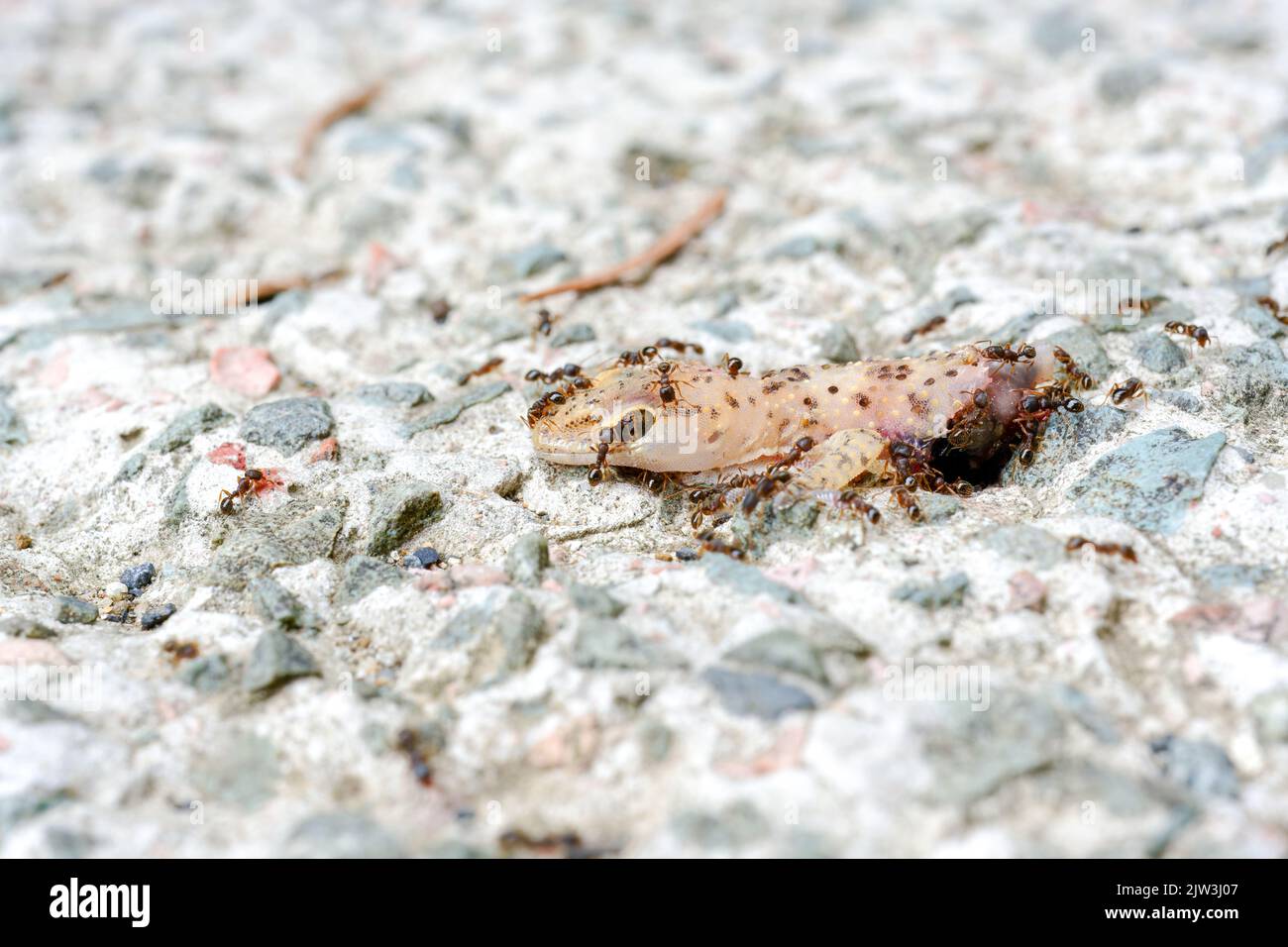Ants and bee eating dead lizard body on the floor Stock Photo - Alamy