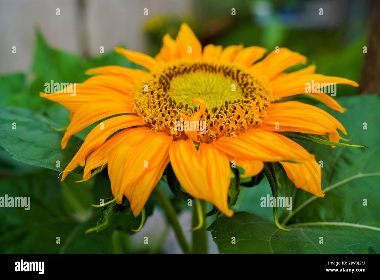 A closeup shot of Common sunflower details with blur background Stock ...