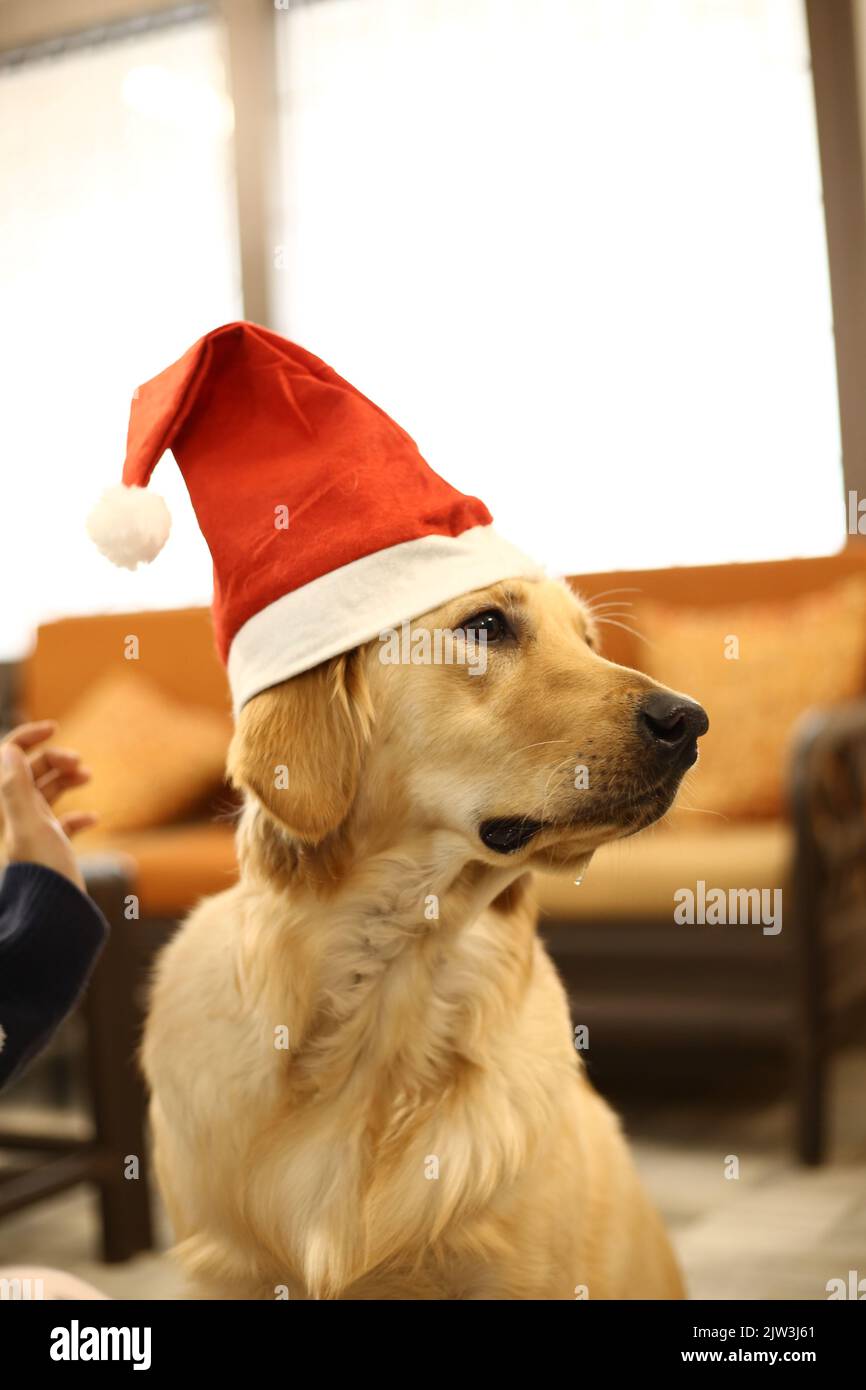 A fun shot of a Labrador wearing a Christmas hat, for wallpapers Stock ...