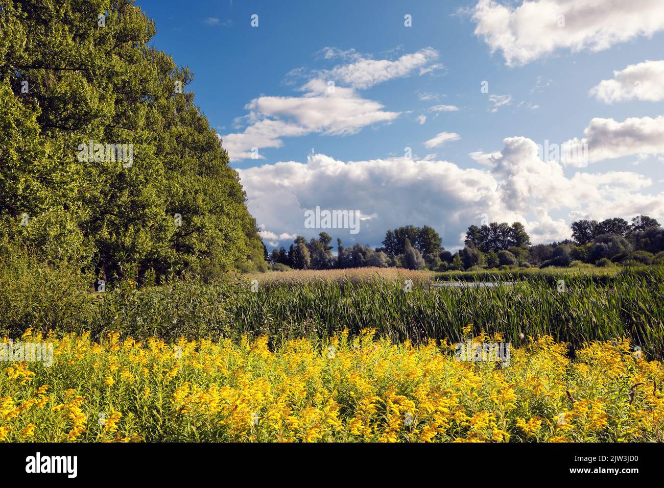 Summer in Estonia. Landscape, lush foliage, yellow flowers, swamp reeds ...