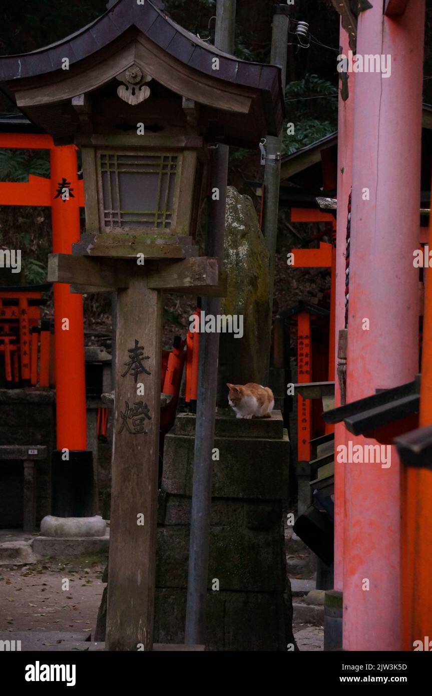 Cat in Fushimi Inari Shrine in Kyoto Japan Stock Photo - Alamy