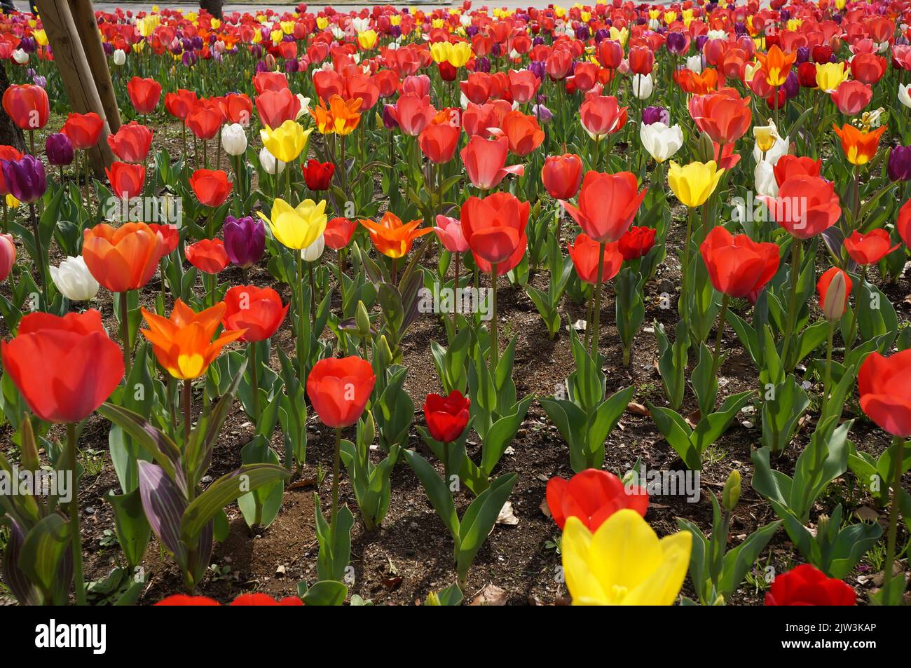 Colorful tulips in Odaiba, Japan Stock Photo - Alamy