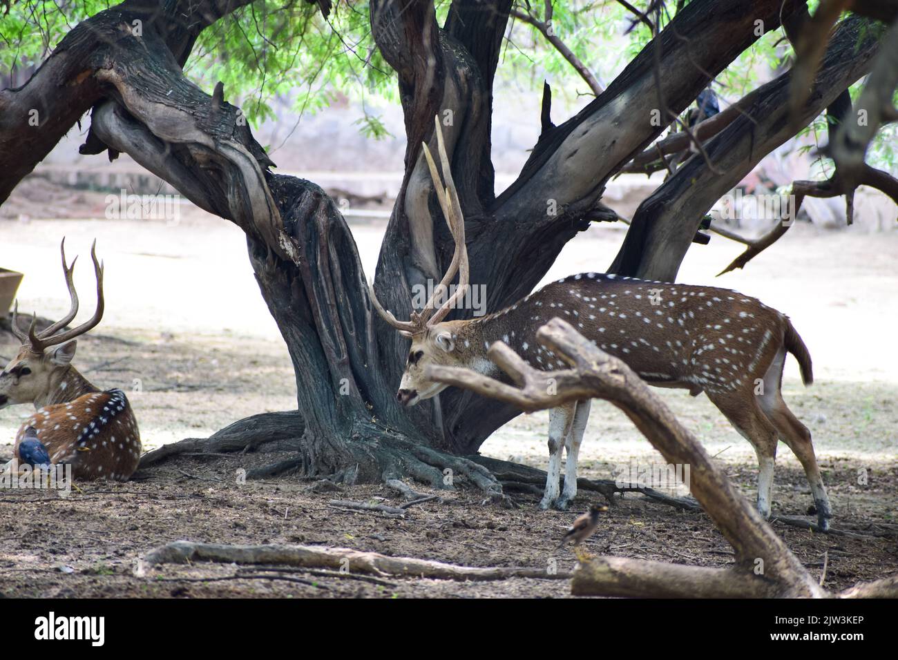 Spotted deer is standing under a tree. View from National zoological ...
