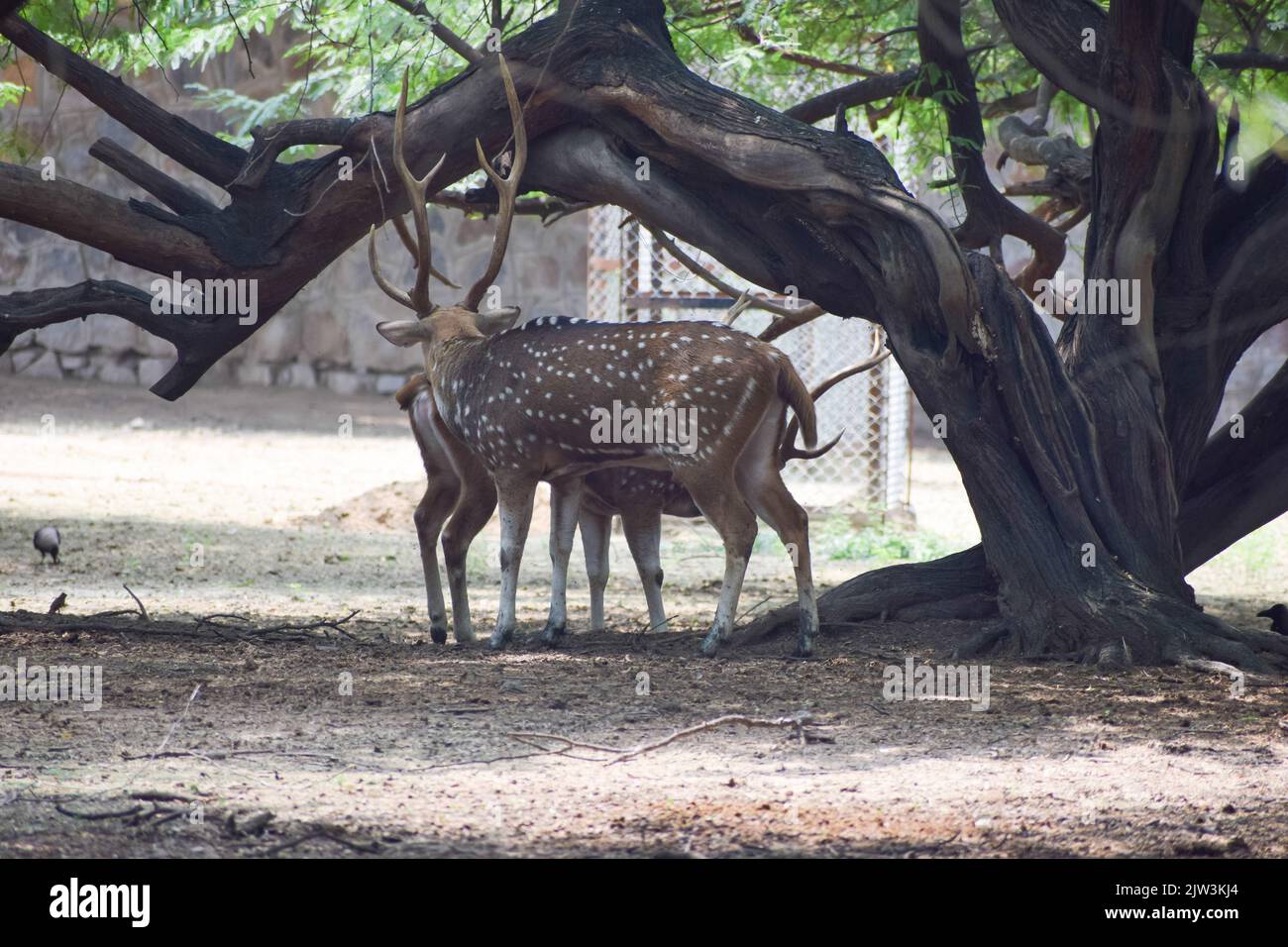 Spotted deer is standing under a tree. View from National zoological ...