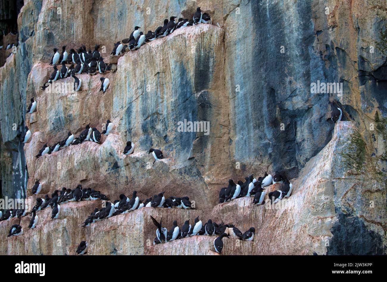 Thick-billed Murres colony at Alkefjellet bird cliff. Home to over ...