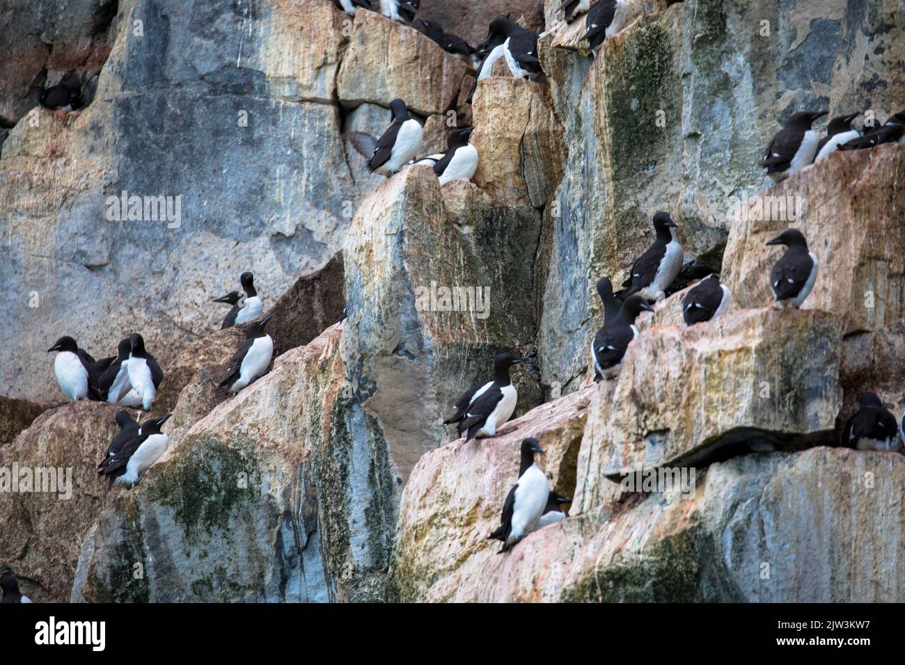 Thick-billed Murres colony at Alkefjellet bird cliff. Home to over ...