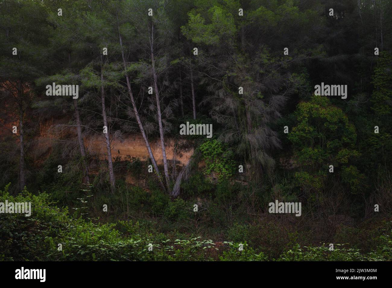 A scenic view of a forest landscape with lush green nature and ...