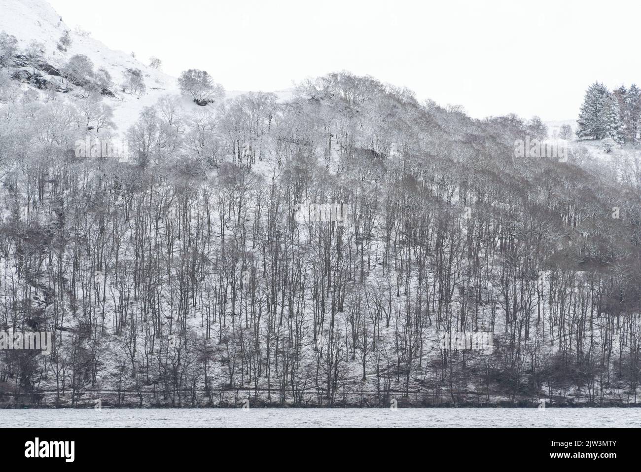 Beautiful simple landscape image of snow covered trees during Winter ...