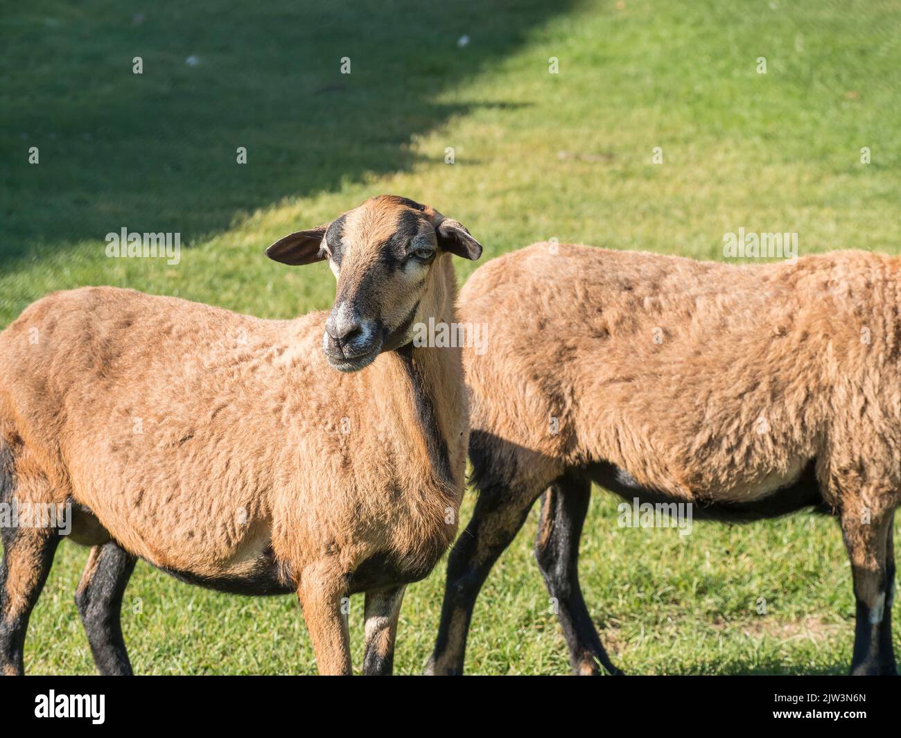 Portrait of Cameroon sheep, Cameroon Dwarf sheep on green grass pasture ...