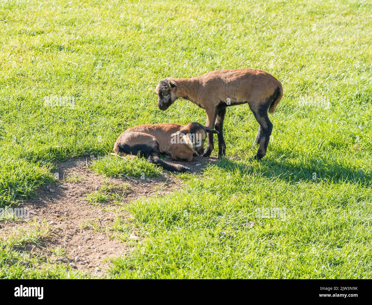 Two cute lambs of Cameroon sheep, Cameroon Dwarf sheep plays on green ...