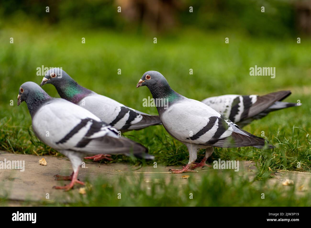 Homing pigeons hi-res stock photography and images - Alamy