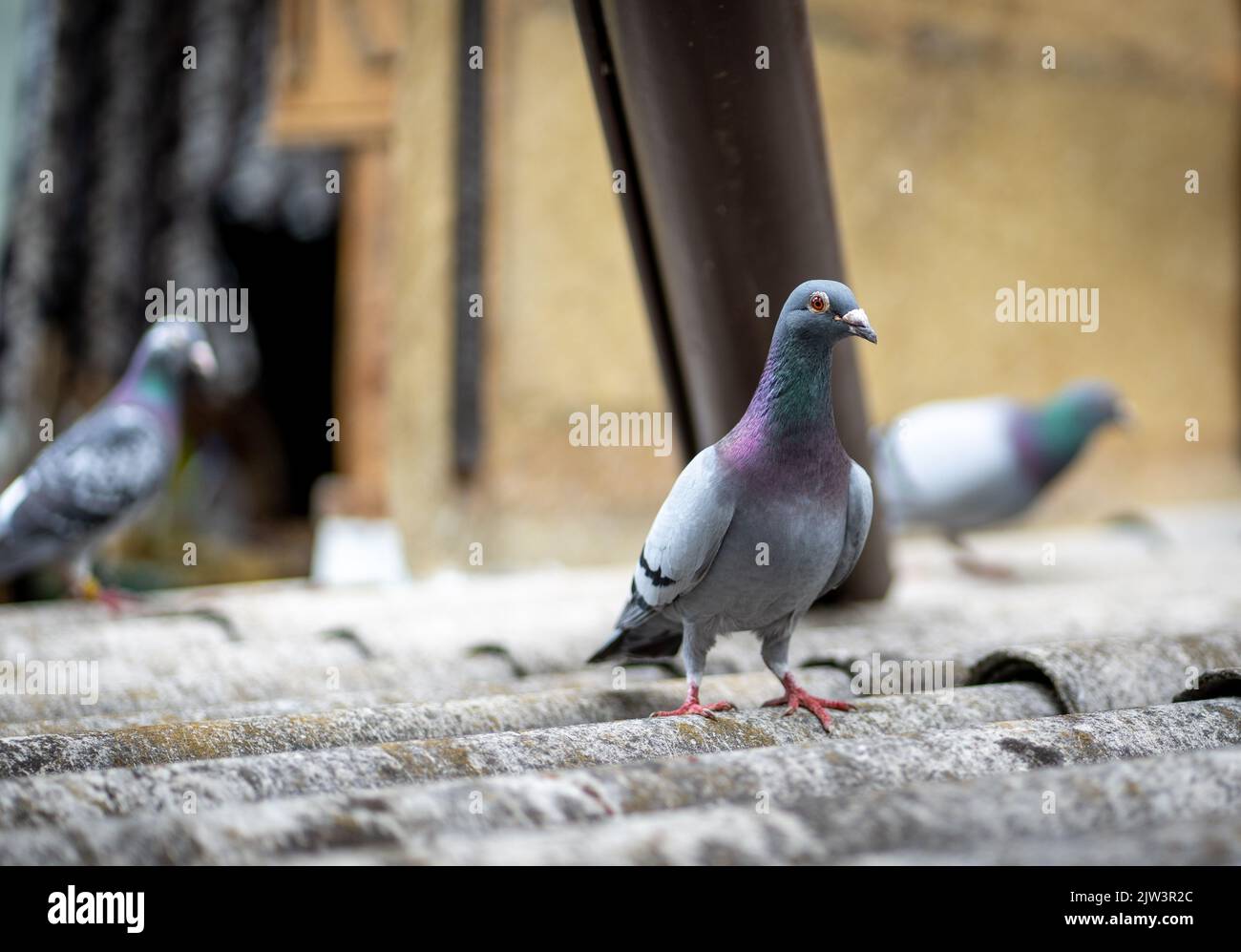 Slate gray birds hi-res stock photography and images - Alamy