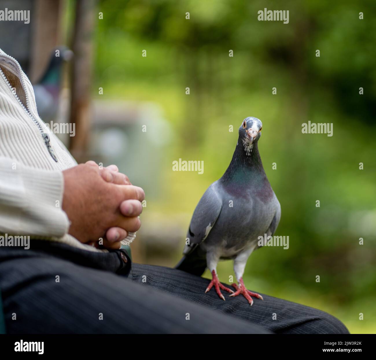 A closeup shot of a Homing pigeon perched on the leg of an old man ...