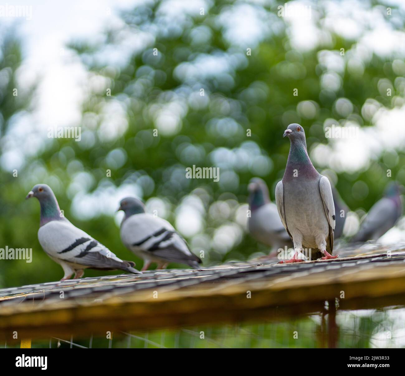 A closeup shot of two Feral pigeons with blurred background of trees ...