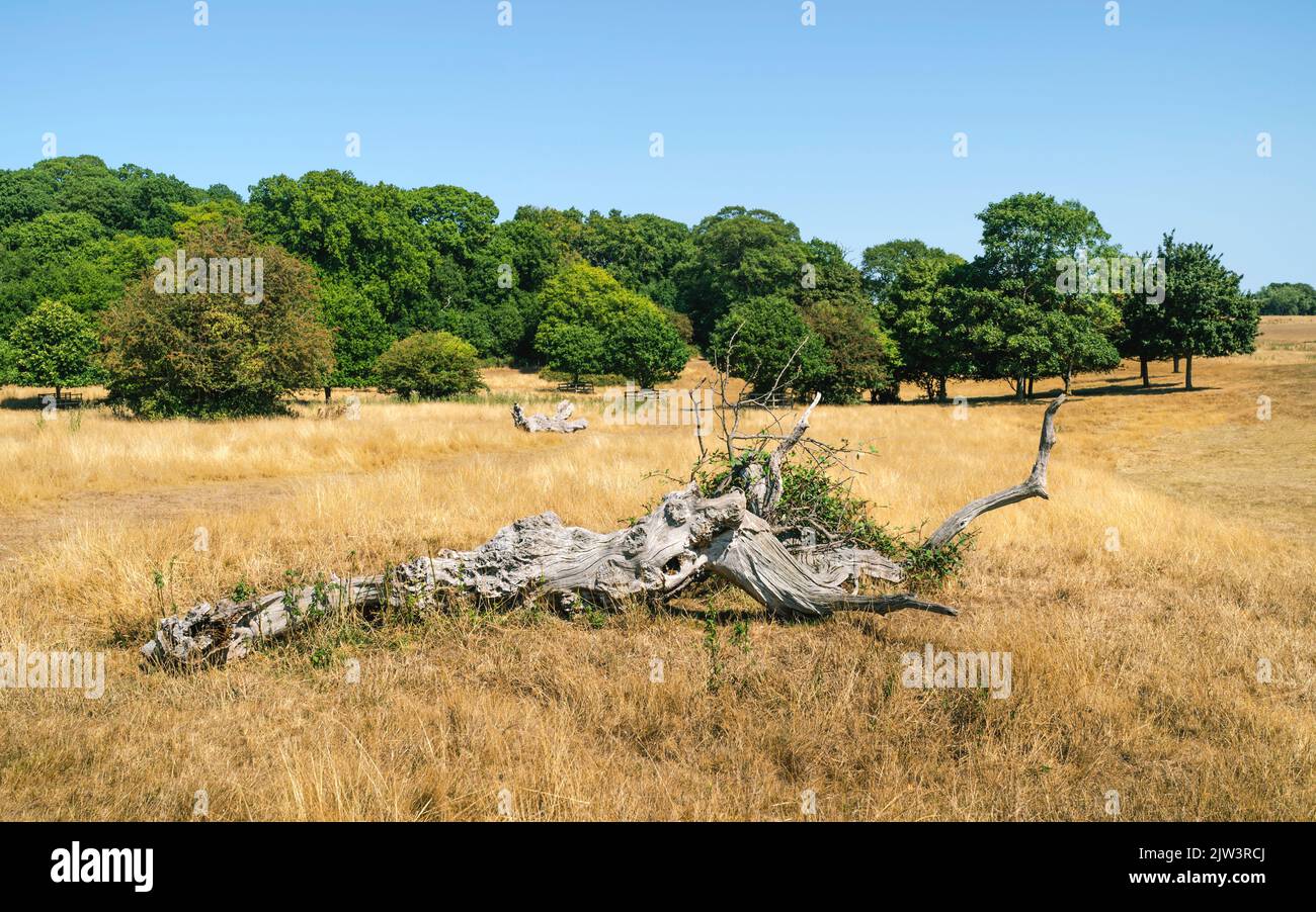 Rotting storm damaged tree surrounded by dry grasses and trees under ...