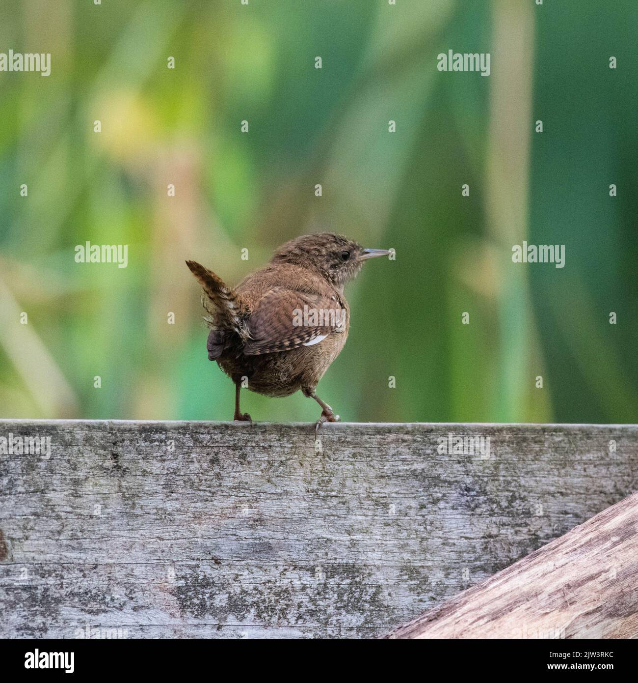 A wren on a fence in Wales, UK. Makes a great wallpaper Stock Photo - Alamy