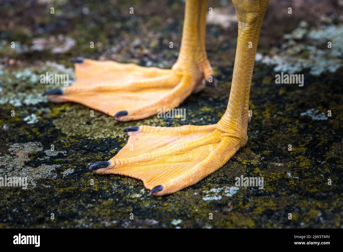 A closeup of a waterfowl's webbed feet Stock Photo - Alamy