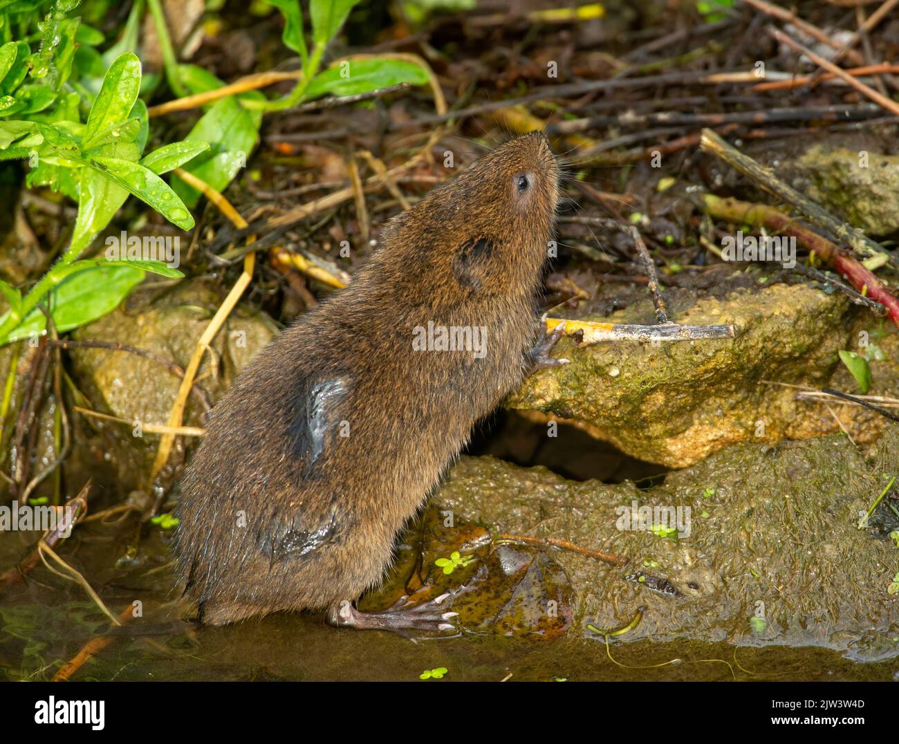 water vole swinging around looking for food ,taken at Fairford on the 3 ...