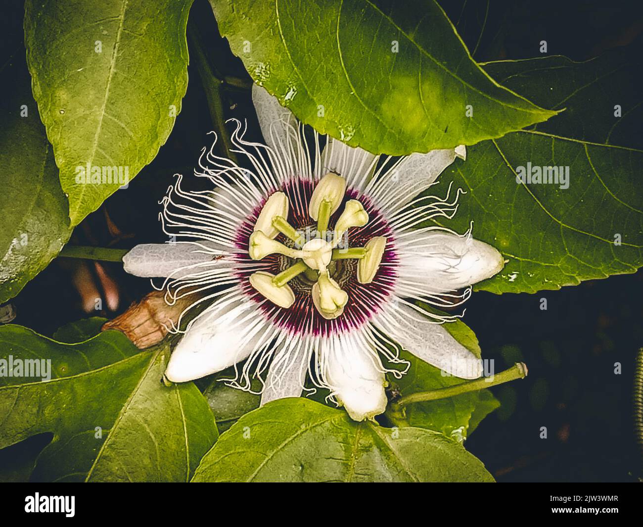 Portrait of a white tang flower Stock Photo - Alamy