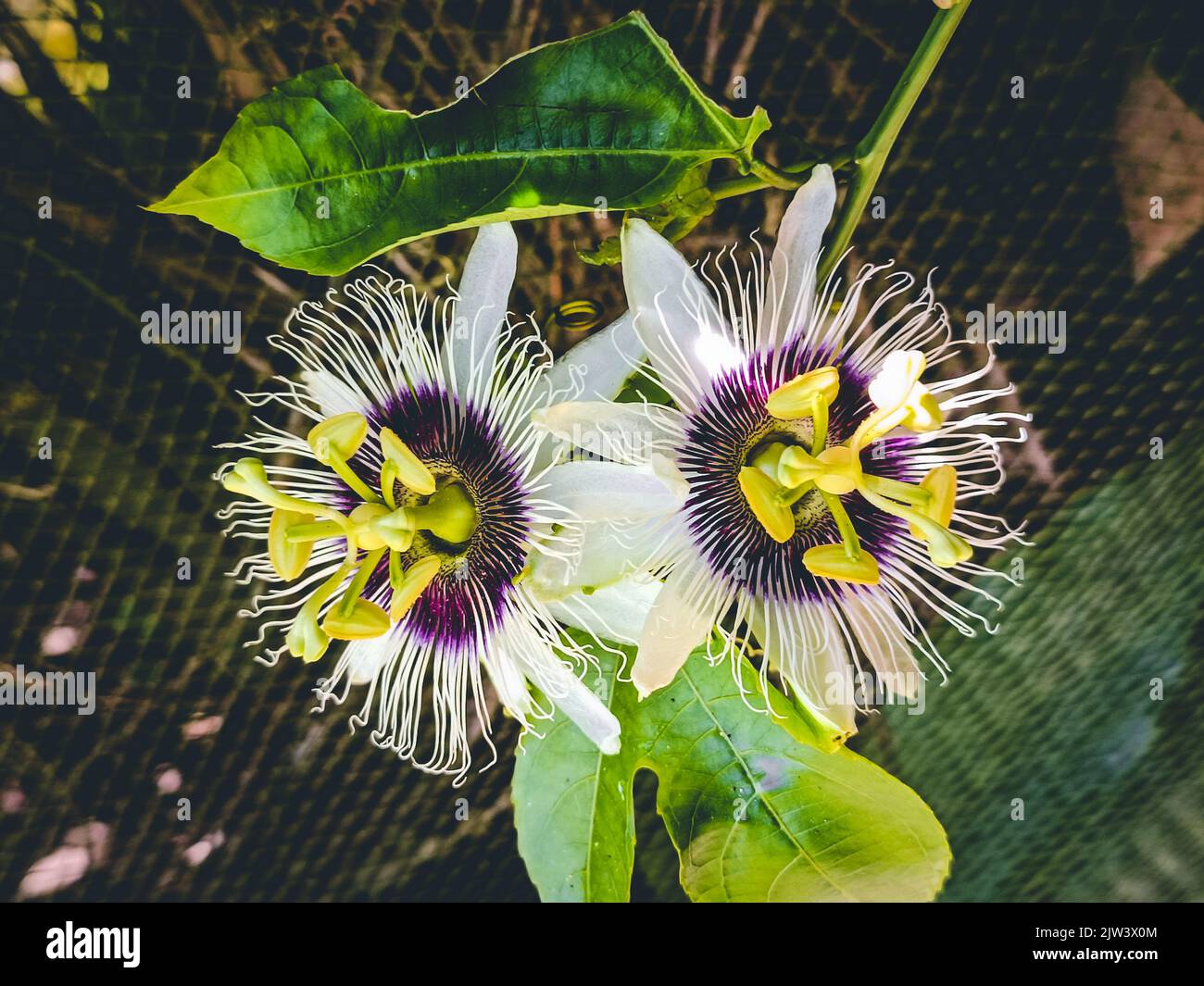 Portrait of a white tang flower Stock Photo - Alamy