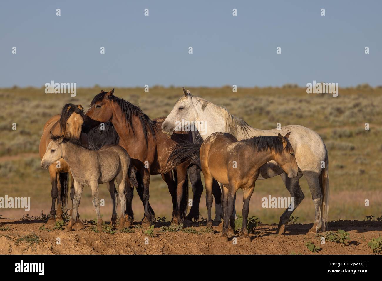 Wild Horses in the Wyoming Desert Stock Photo - Alamy