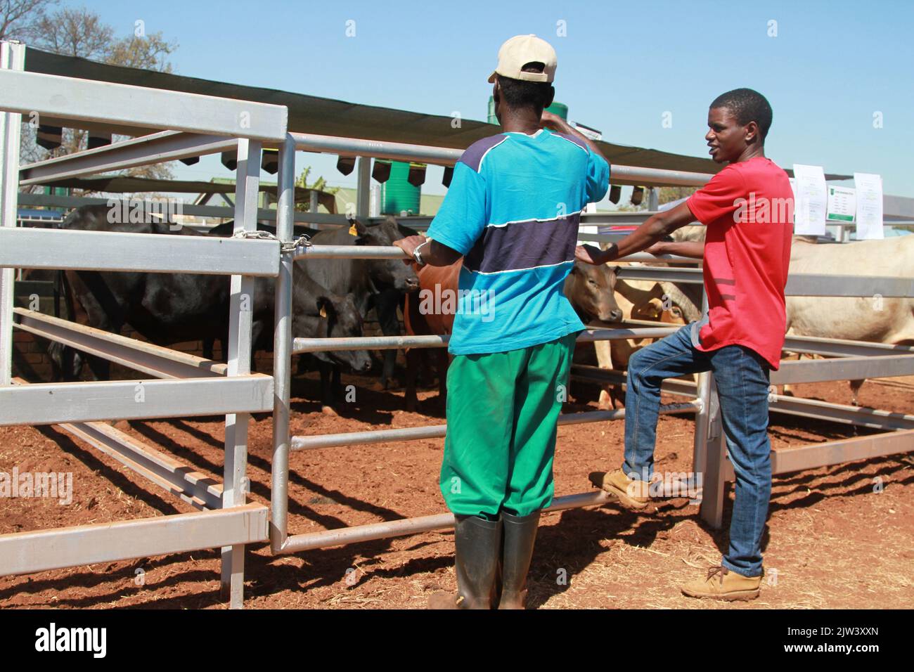 Harare, Zimbabwe. 3rd Sep, 2022. Exhibitors look at their livestock at ...