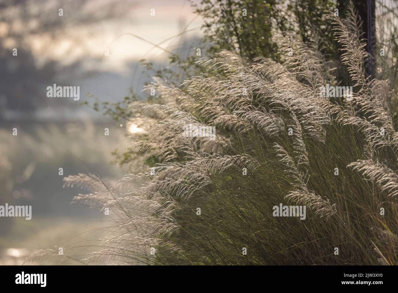 Saccharum spontaneum (wild sugarcane, Kans grass) is a grass native to ...