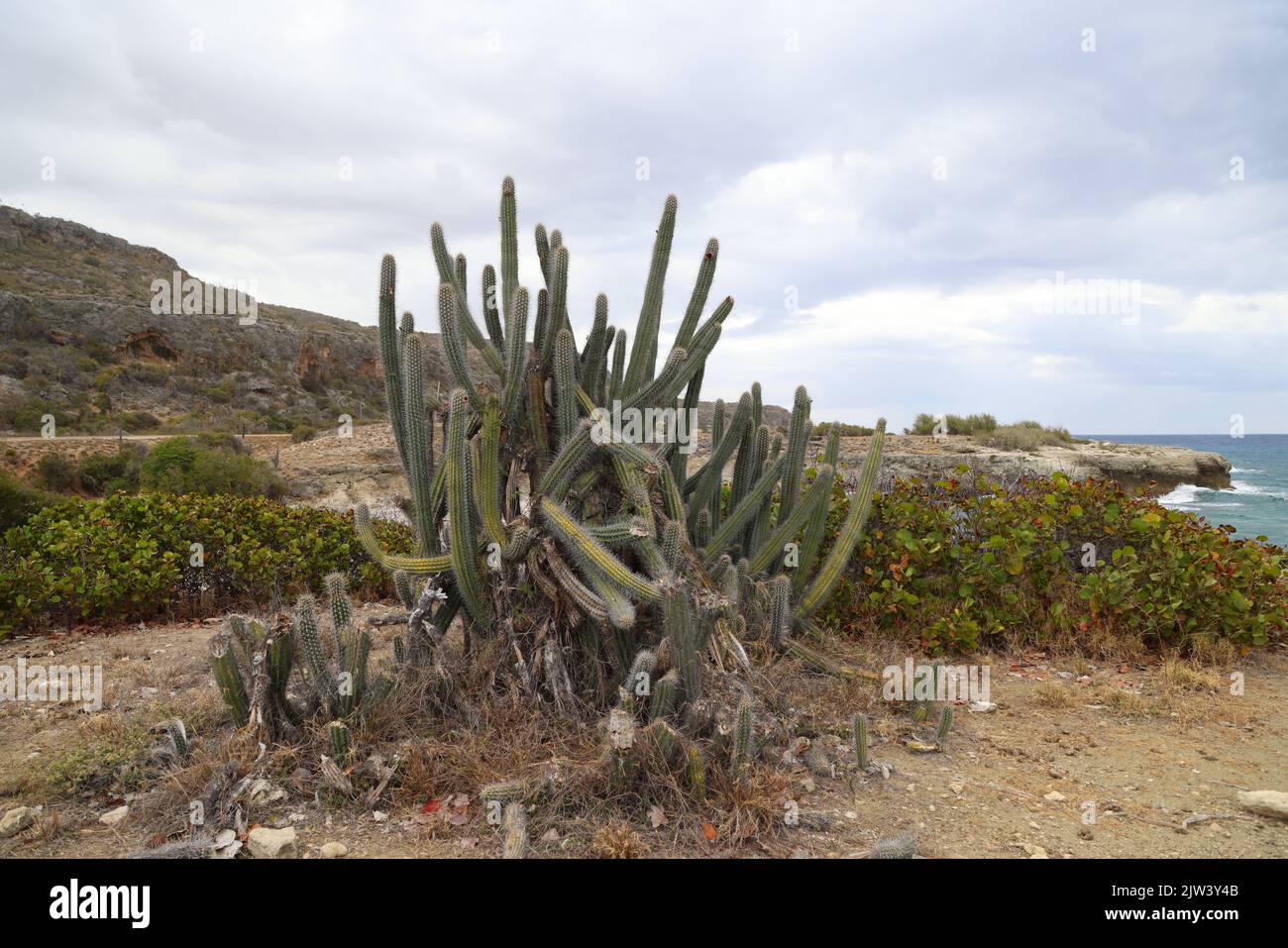 Typical vegetation of the east coast, Cuba Stock Photo - Alamy