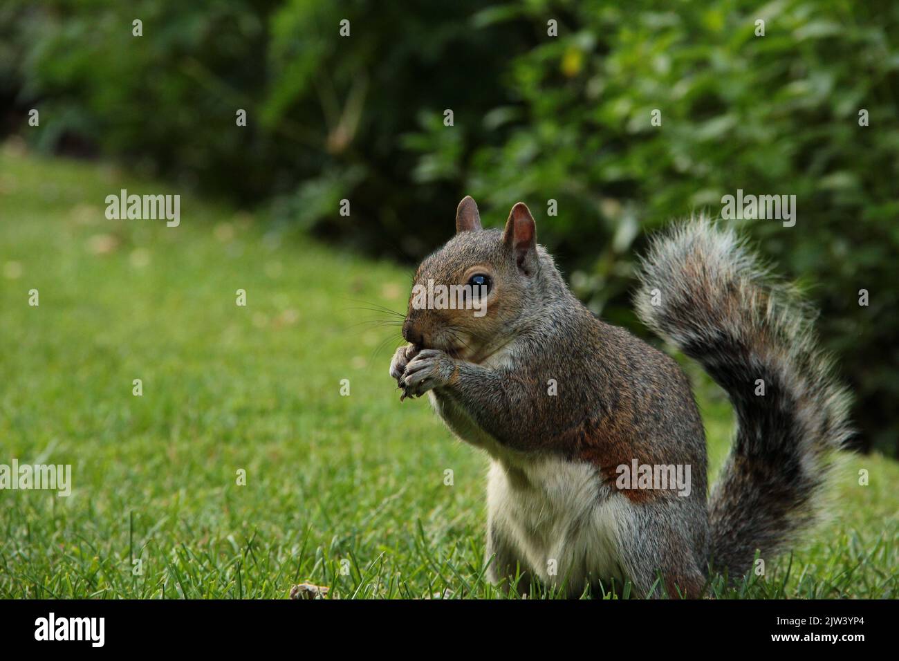 A closeup shot of a cute squirrel eating a nut on a field Stock Photo ...