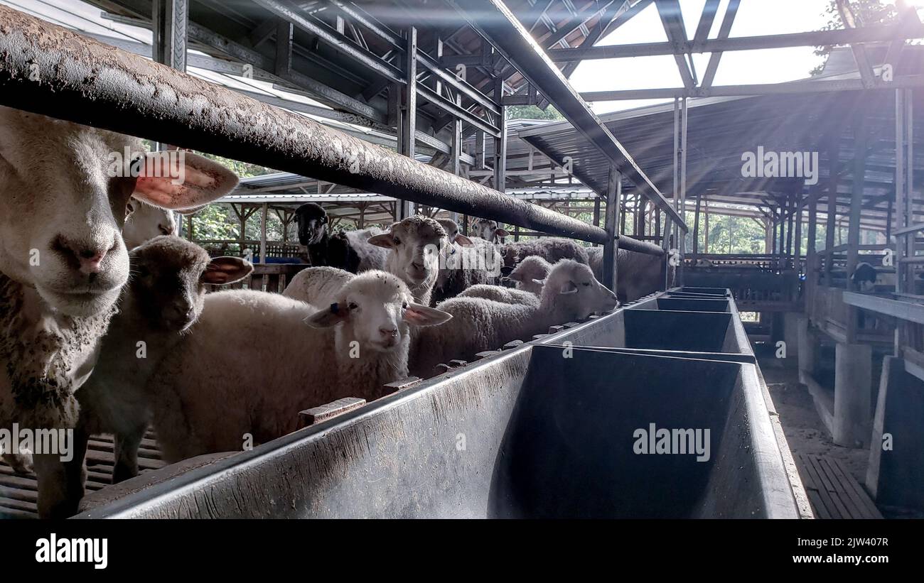 A group of sheep inside an industrial farm Stock Photo - Alamy