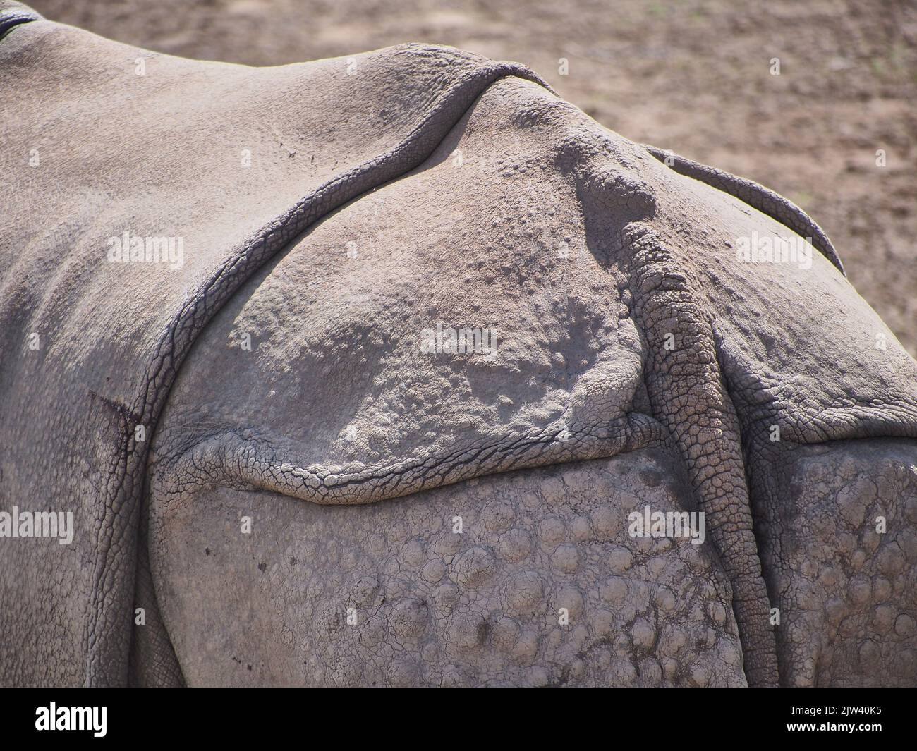 Rhino backside hi-res stock photography and images - Alamy