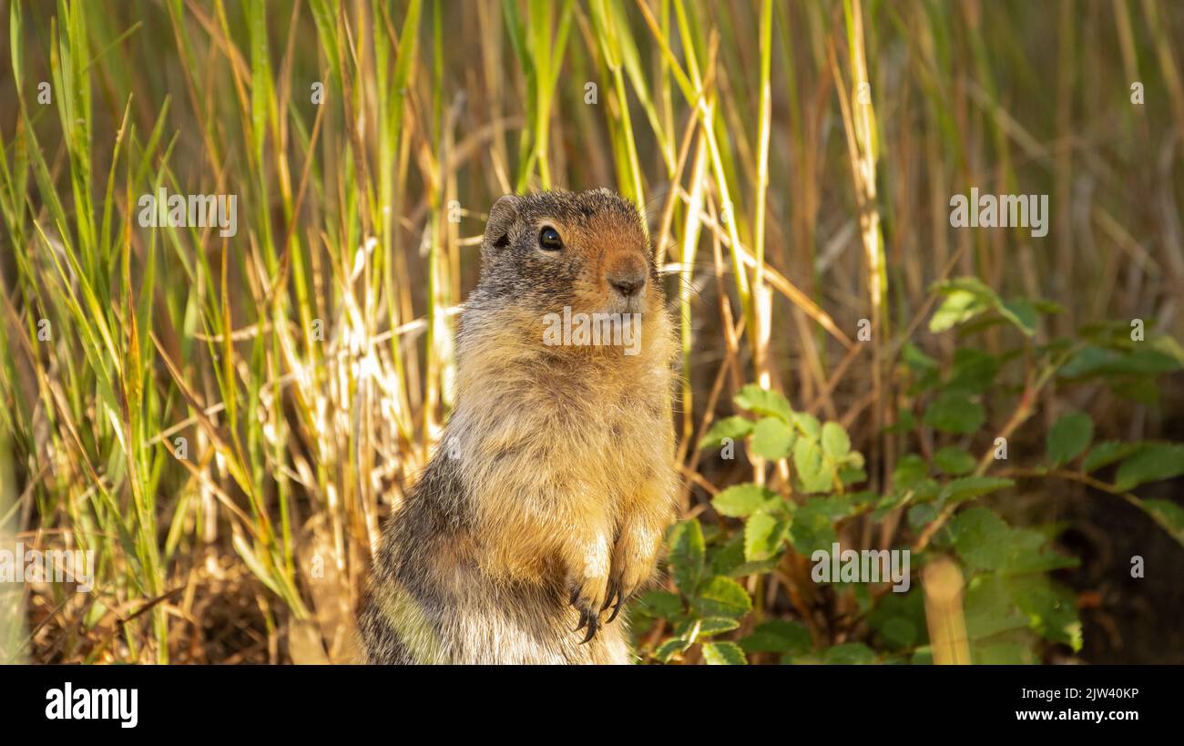 Spermophilus suslicus, a species that commonly has clearly white ...