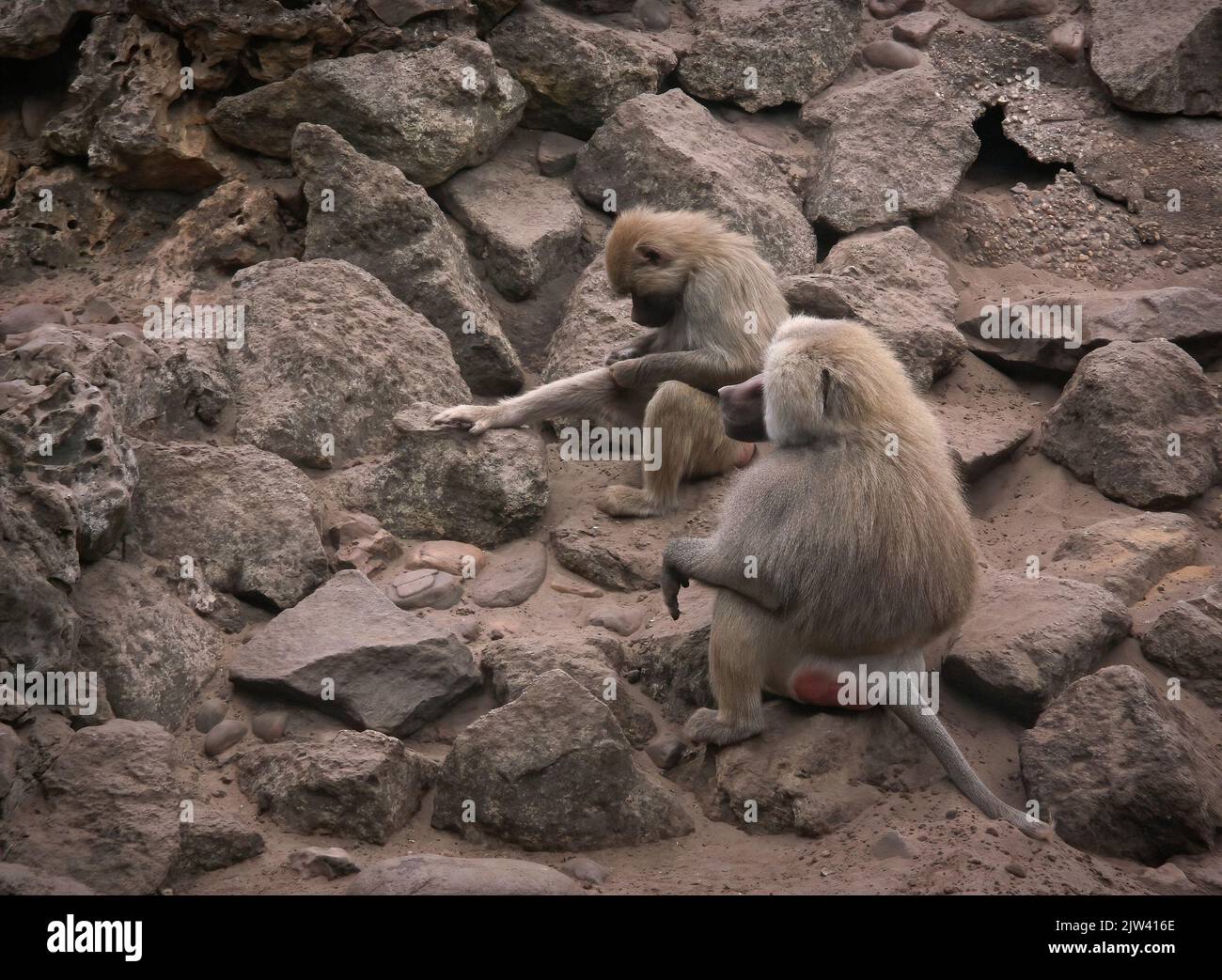 Outdoor closeup on two Baboon monkeys , Papio , sitting on stone at ...