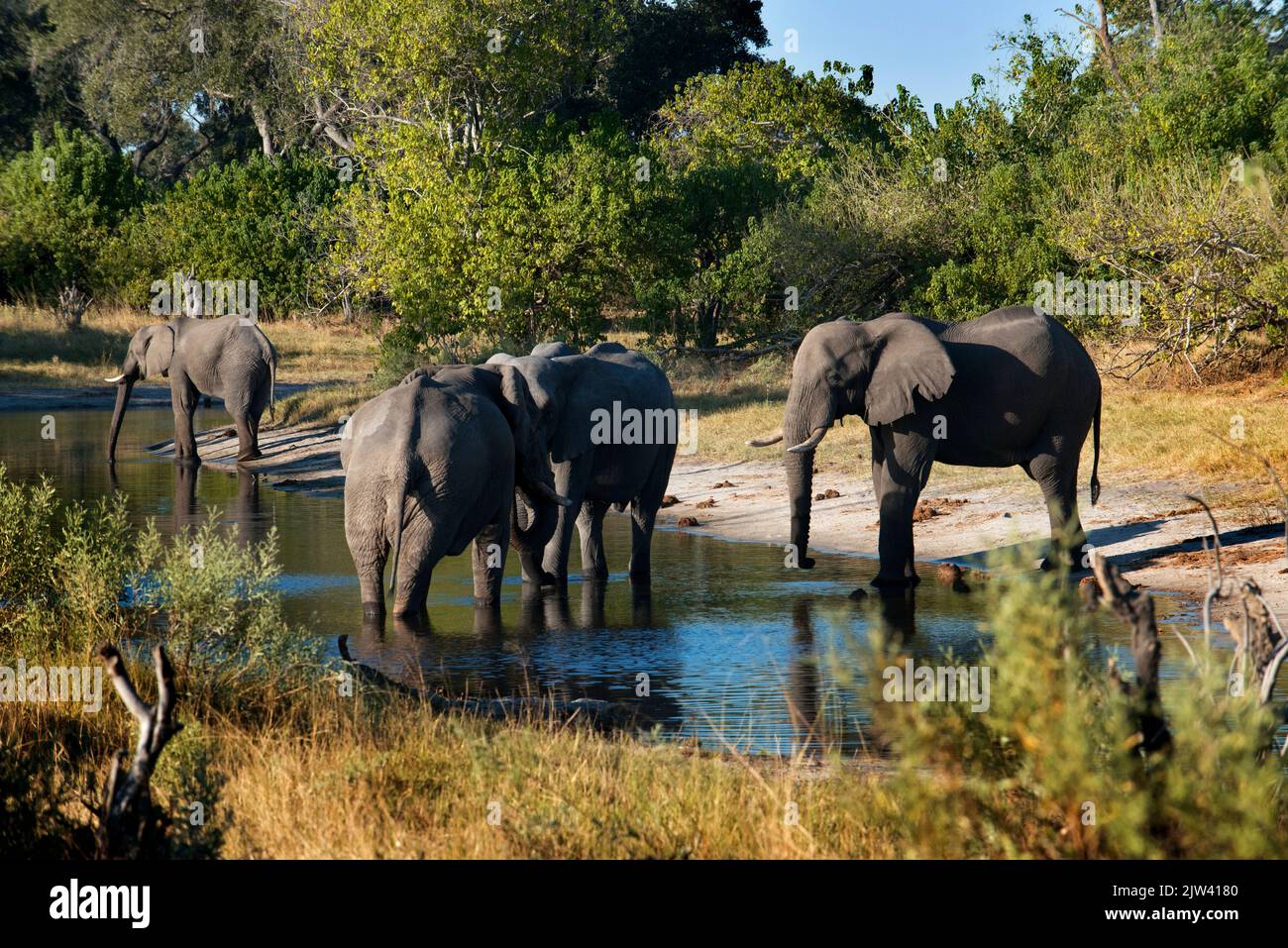 Elephants drinking water at a waterhole in Botswana in the Chobe ...
