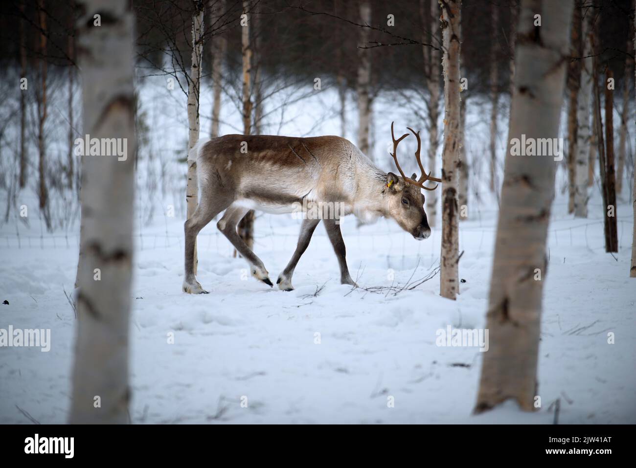Reindeer farm in Salla, Lapland Finland. Warmer temperatures mean the ...