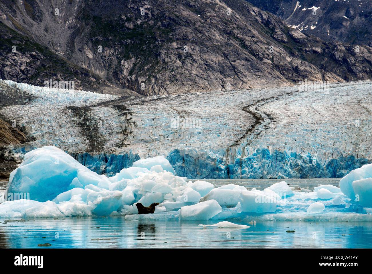Harbour seal (Phoca vitulina), South Sawyer Glacier, Tracy Arm-Ford's ...