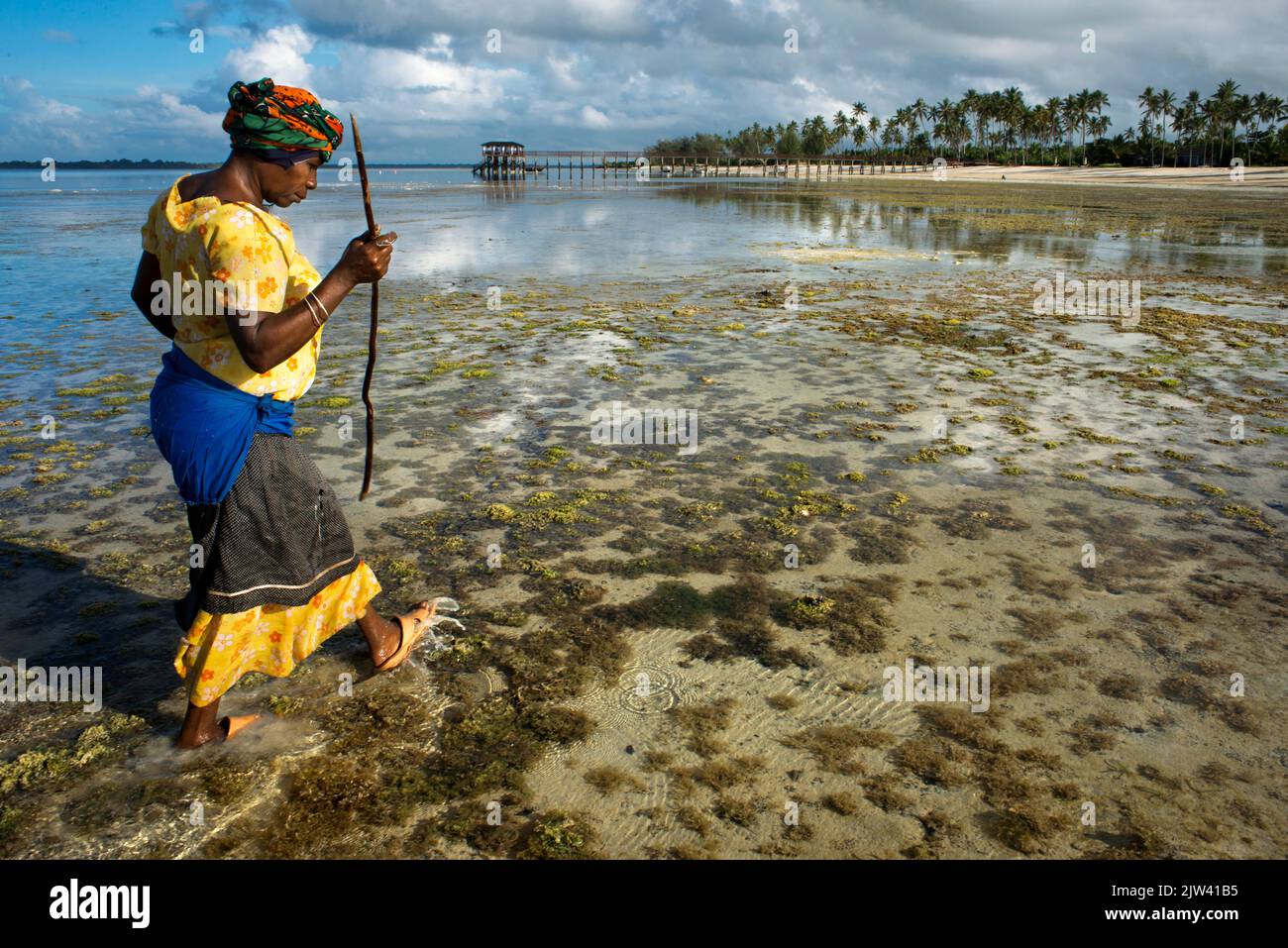 African seashell east africa hi-res stock photography and images - Alamy