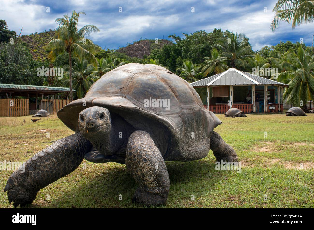 Seychelles Giant Tortoise (Dipsochelys hololissa), Curieuse Island near ...