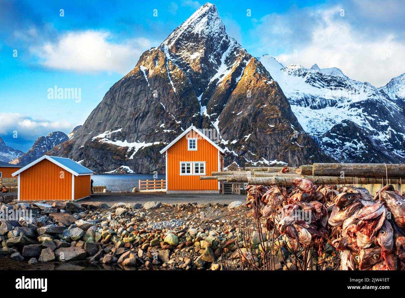 Cod hanging to dry on wooden racks in front of the mountain Olstinden ...