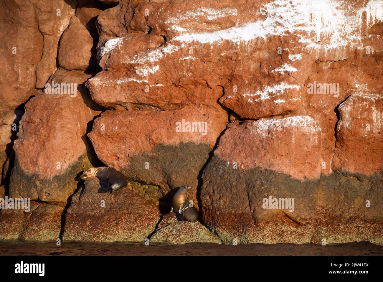 The guano coated sea cliffs at Los Islotes sea lion rookery, Sea of ...
