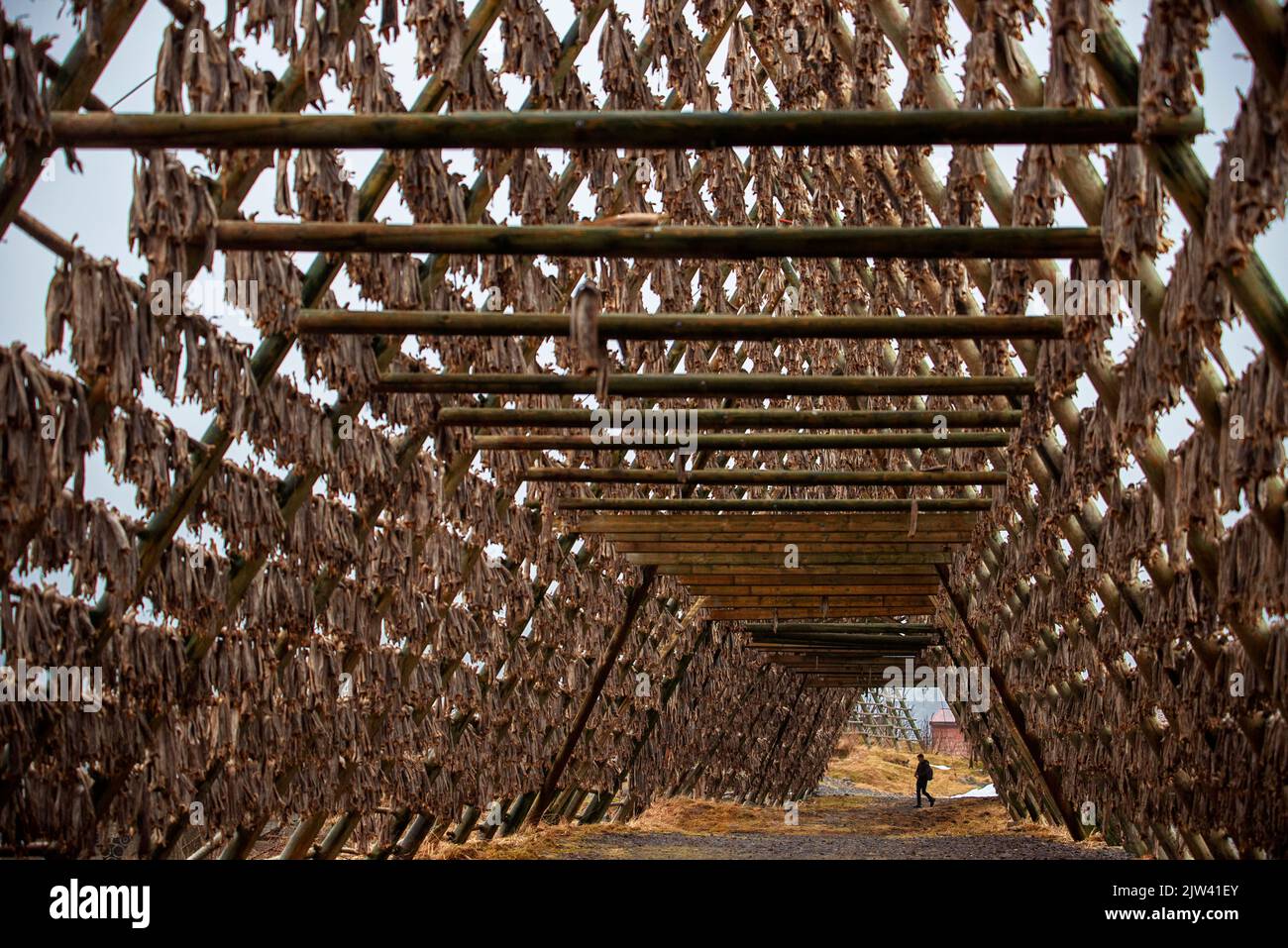 Drying cod to produce traditional stockfish on outdoor A frame racks in ...